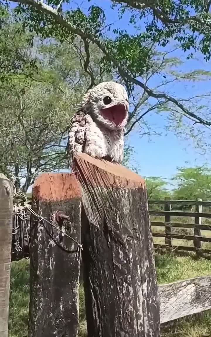 Meet the Potoo: The Spooky 'Ghost Bird' with a Surprising Secret! 👻🦉 # ...