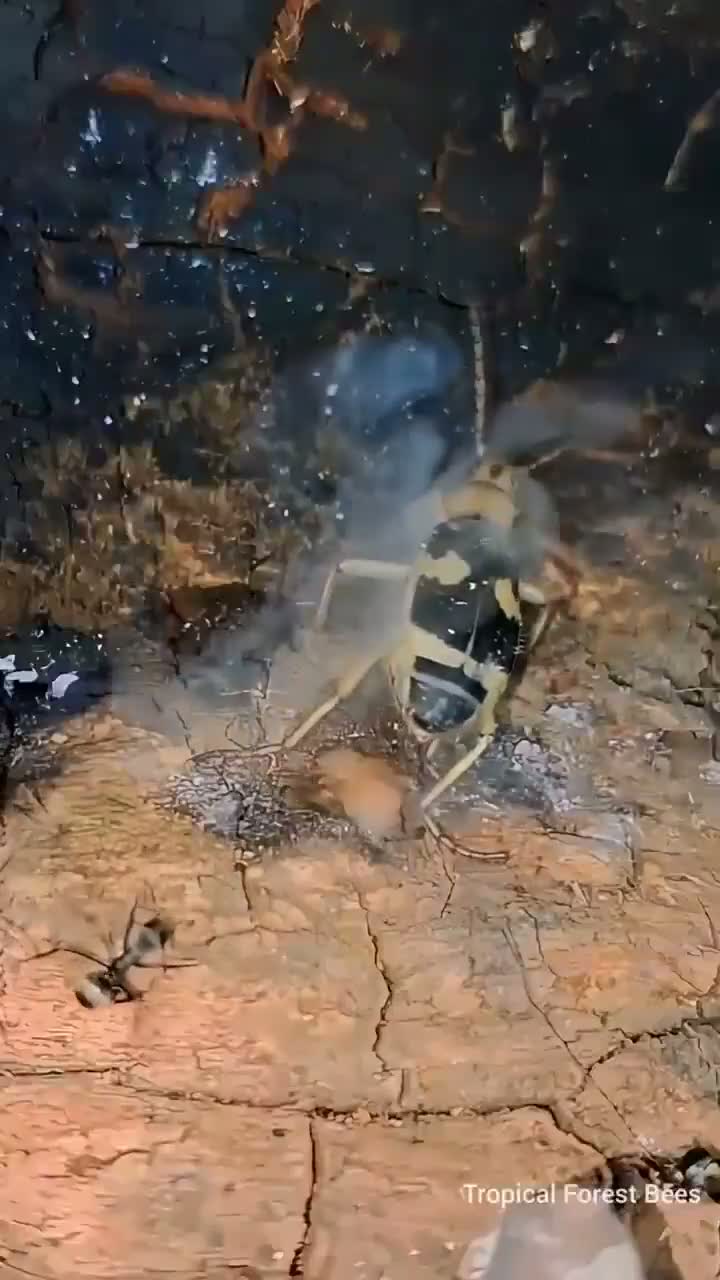 Watch how the incredible bombardier beetles unleash a boiling acid ...